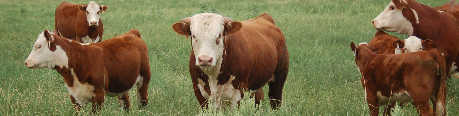 Home - Barber Ranch - Hereford Cattle in Channing, Texas